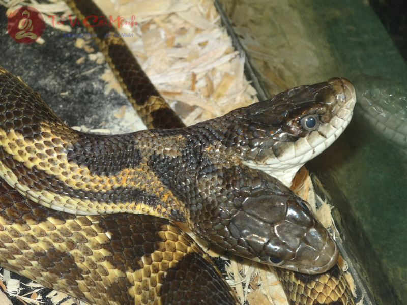 Mơ Thấy Rắn 2 Đầu: Điềm Báo May Mắn Hay Xui Xẻo? Đánh Số Gì Để Trúng ...