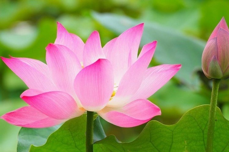 Ý Nghĩa Tuyệt Vời Của Hoa Sen - Biểu Tượng Tâm Linh Trên Toàn Thế Giới ...